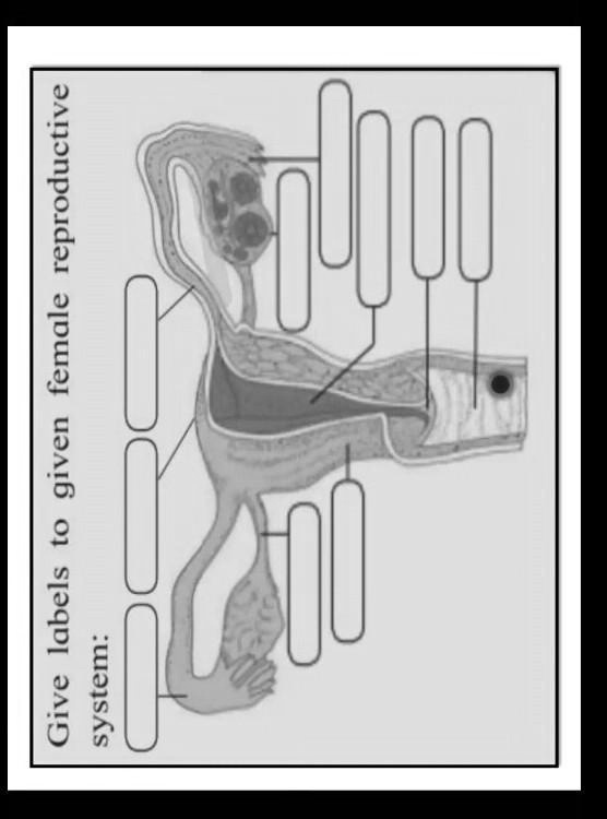 SOLVED: 'lable to given female diagram reproductive female given to ...