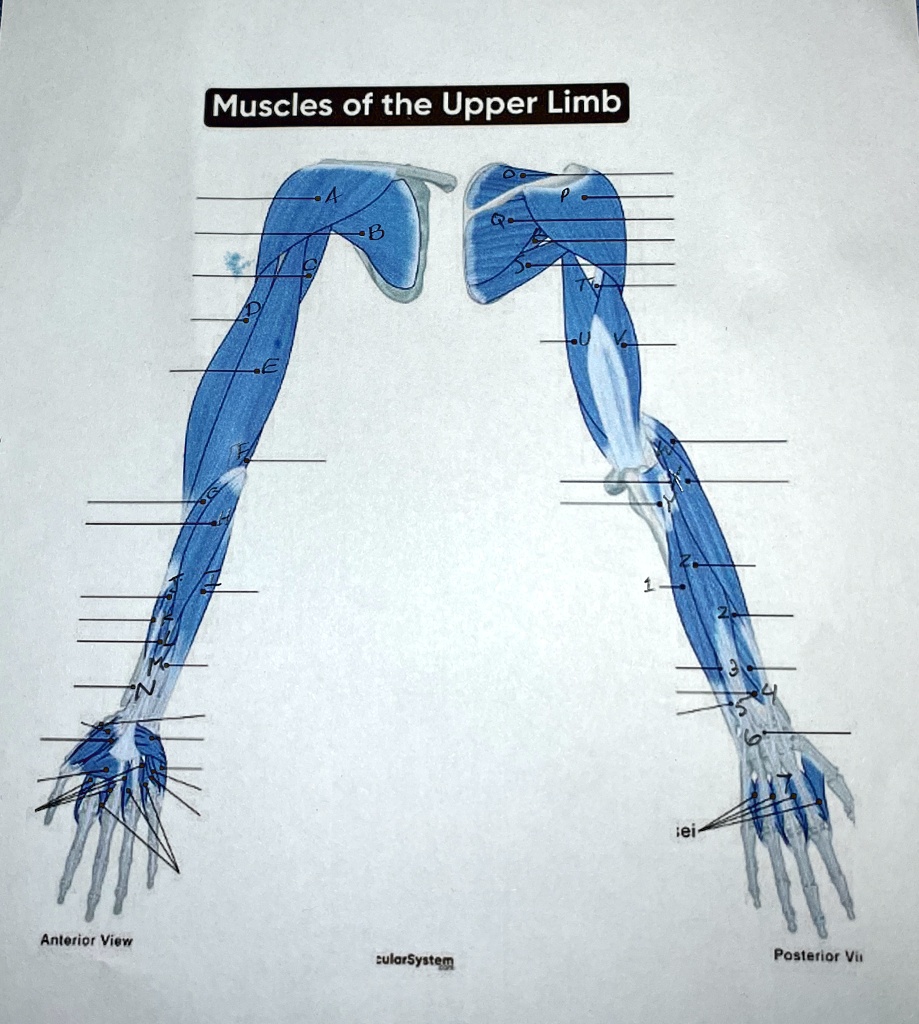 [GET ANSWER] muscles of the upper limb p e a q b anterior view ...