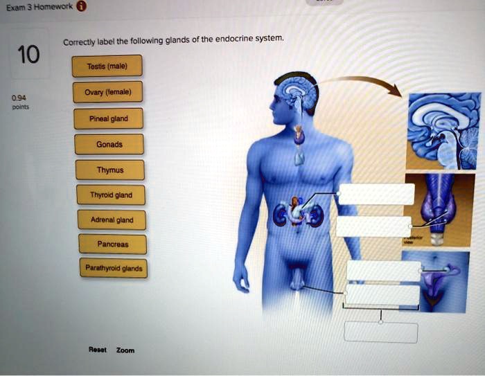 SOLVED: Correctly label the following glands of the endocrine system ...