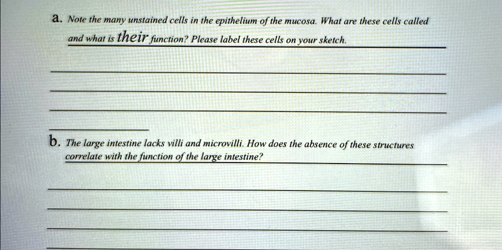 a. Note the many unstained cells in the epithelium of the mucosa. What ...