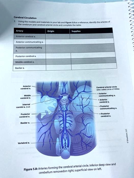 Cerebral Circulation 2. Using the models and materials in...