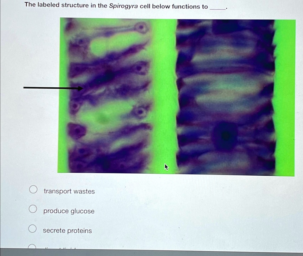The labeled structure in the Spirogyra cell below functions to ...