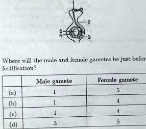 Where will the male and female gametes be just before fertilisation ...