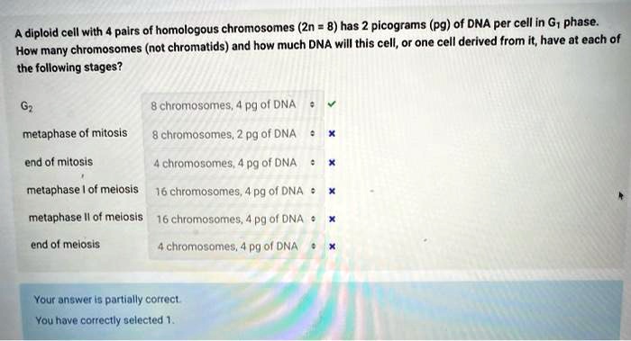 SOLVED: A diploid cell with 4 pairs of homologous chromosomes (2n=8 ...