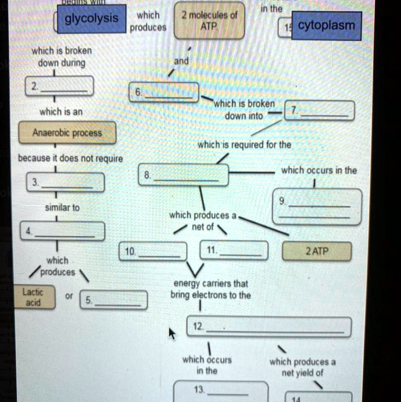 SOLVED: "how to do i solve this worksheet in (he cytoplasm which 2 ...