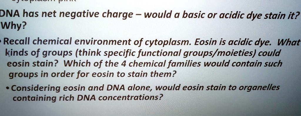 DNA has net negative charge - would a basic or acidic dye stain it? Why ...