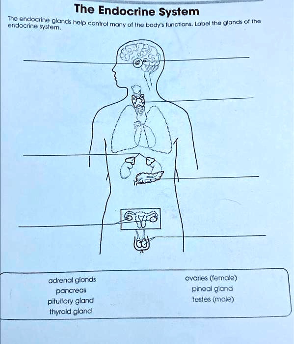 The Endocrine System The endocrine glands help control many of the body ...
