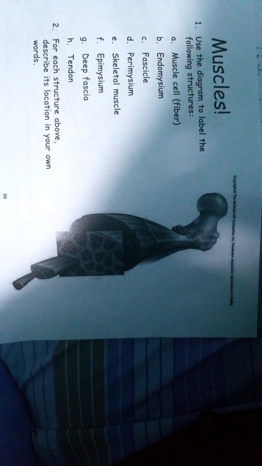 Solved Text 2 Words 6 E 1 H Tendon Deep Fascia Epimysium Skeletal
