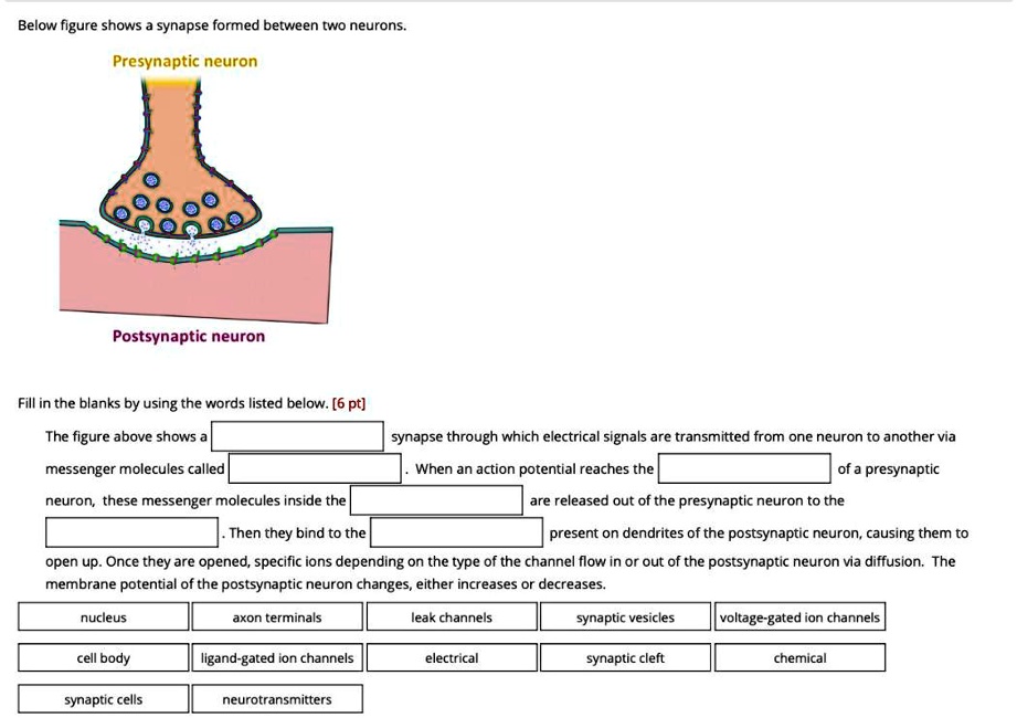 SOLVED: Below figure shows synapse formed between two neurons ... SOLVED: Below figure shows synapse formed between two neurons ...