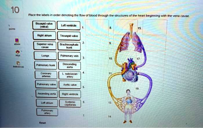 10 Place the labels in order denoting the flow of blood through the ...