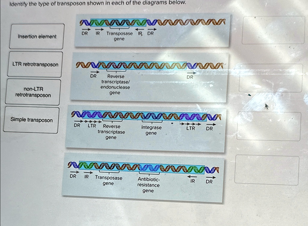 identify the type of transposon shown in each of the diagrams below ...