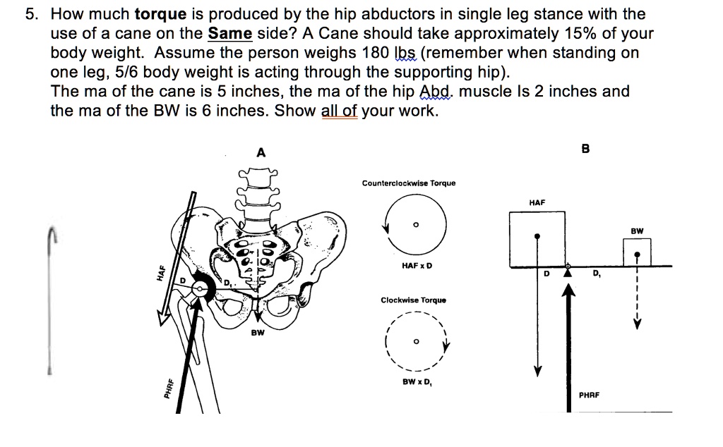 5. How much torque is produced by the hip abductors in single leg ...