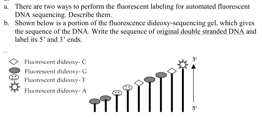 SOLVED: There are two ways to perform the fluorescent labeling for ...