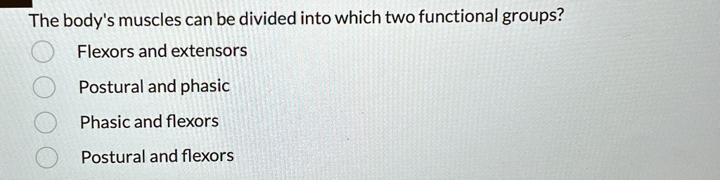 The body's muscles can be divided into which two functional groups ...
