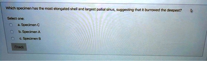 SOLVED: Which specimen has the most elongated shell and largest pallial ...