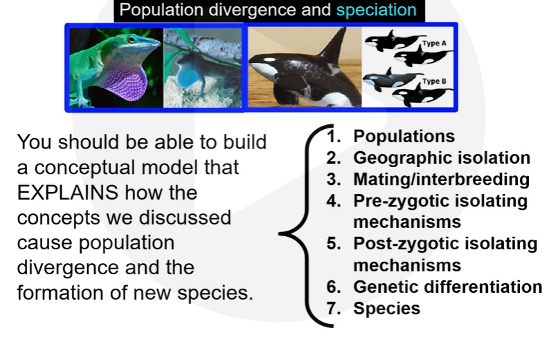SOLVED: Population divergence and speciation Type A Type B 1 ...