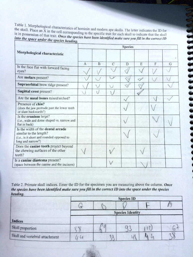 SOLVED: Table: Morphological Characteristics of Hominin and Modern Ape ...