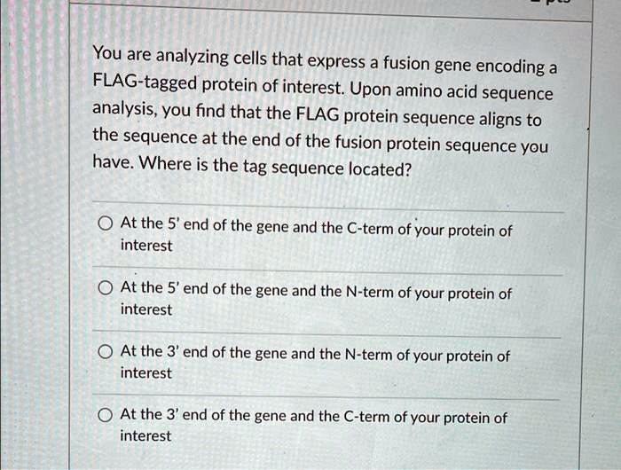 You are analyzing cells that express a fusion gene encoding a FLAG ...