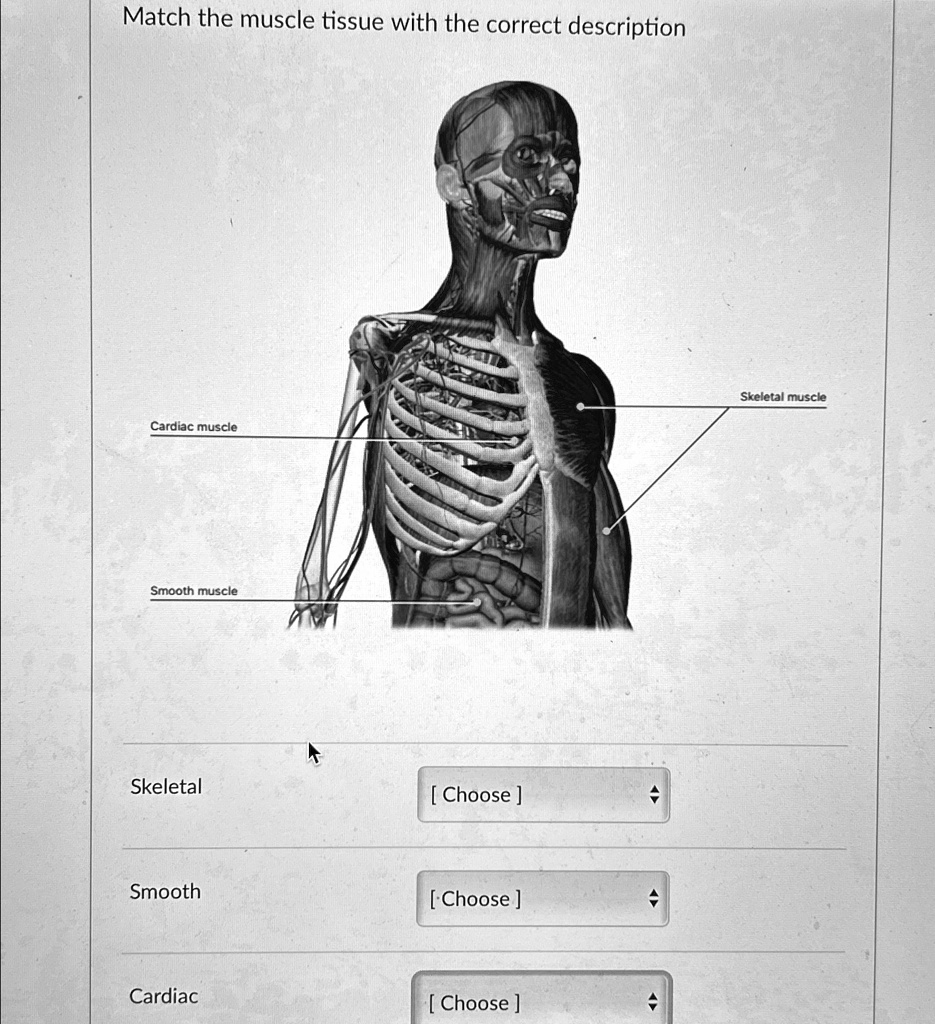Match the muscle tissue with the correct description Skeletal muscle ...
