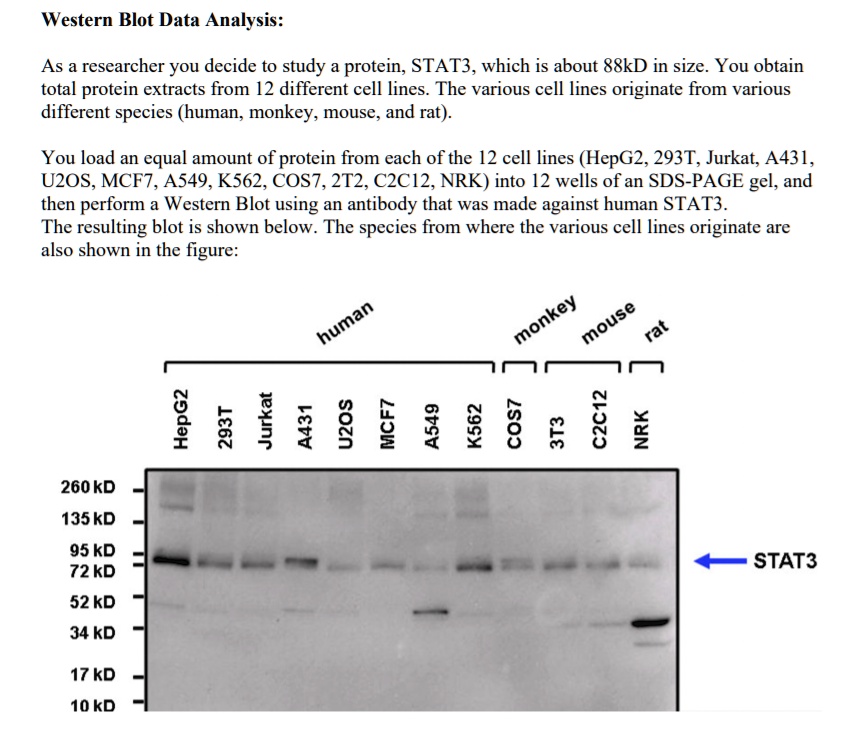 SOLVED:Western Blot Data Analysis: As a researcher you decide to study ...