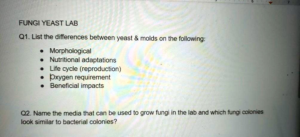 SOLVED: FUNGI YEAST LAB Q1. List the differences between yeast molds on ...