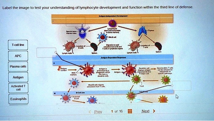 label the image t0 test your urderstanding of lymphocyte development ...