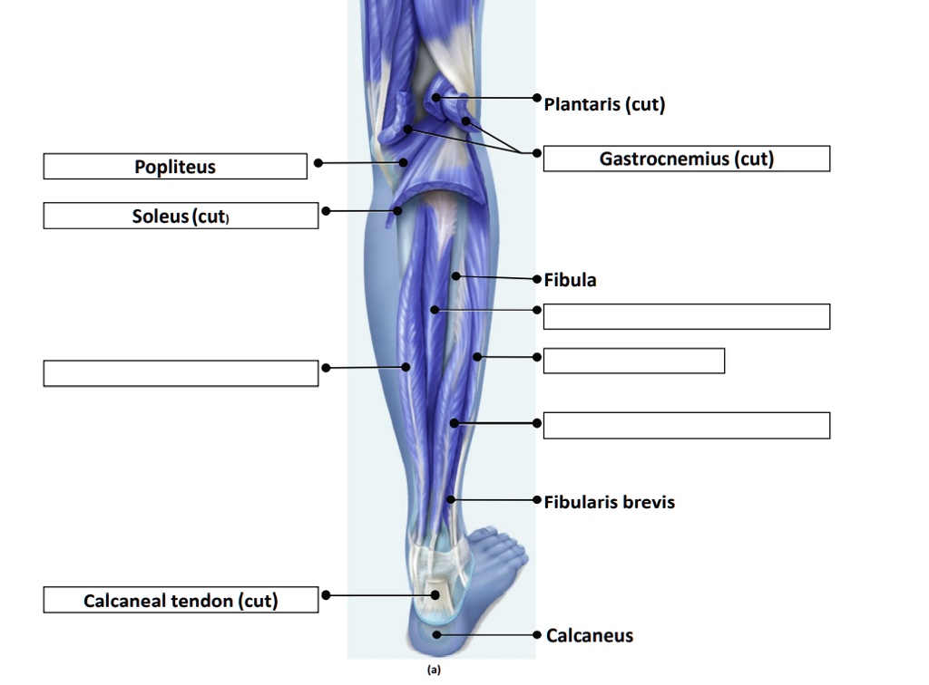 identify the muscles plantaris cut popliteus gastrocnemius cut ...