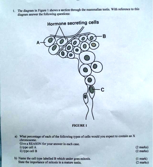 the diagram in figure shows section through the mammalian lestis with ...