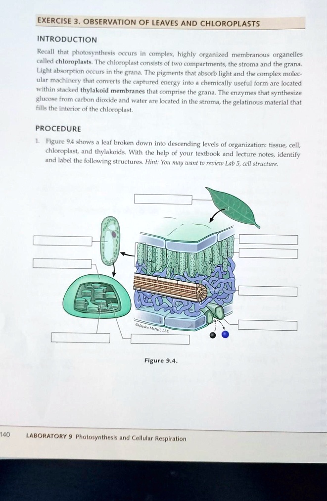 SOLVED: EXERCISE 3 OBSERVATION OF LEAVES AND CHLOROPLASTS INTRODUCTION ...
