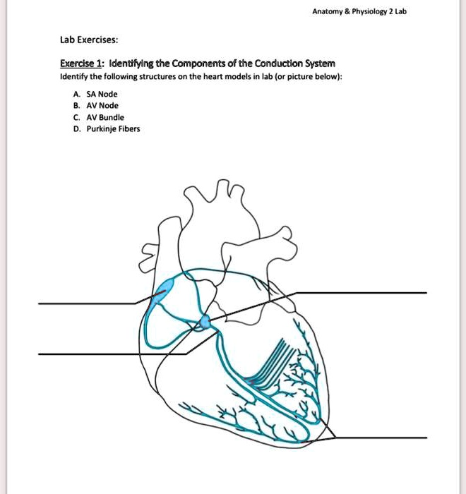 anatomy physiology 2 lab lab exercises exercise 1 ldentifying the ... anatomy physiology 2 lab lab exercises exercise 1 ldentifying the ...