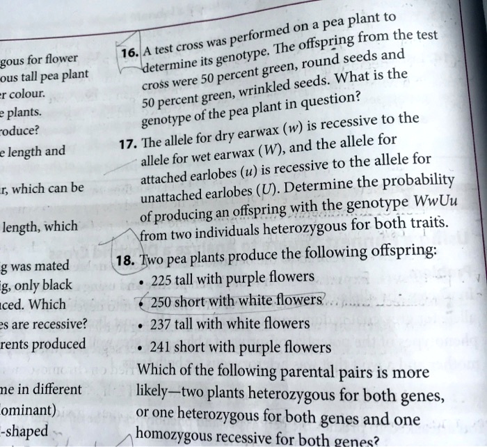 on pea plant to performed was offspring from the test 16a test cross ...