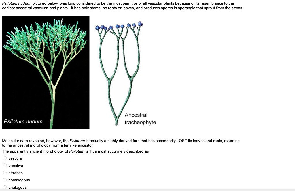 SOLVED: Psilotum nudum, pictured below, was long considered to be the ...
