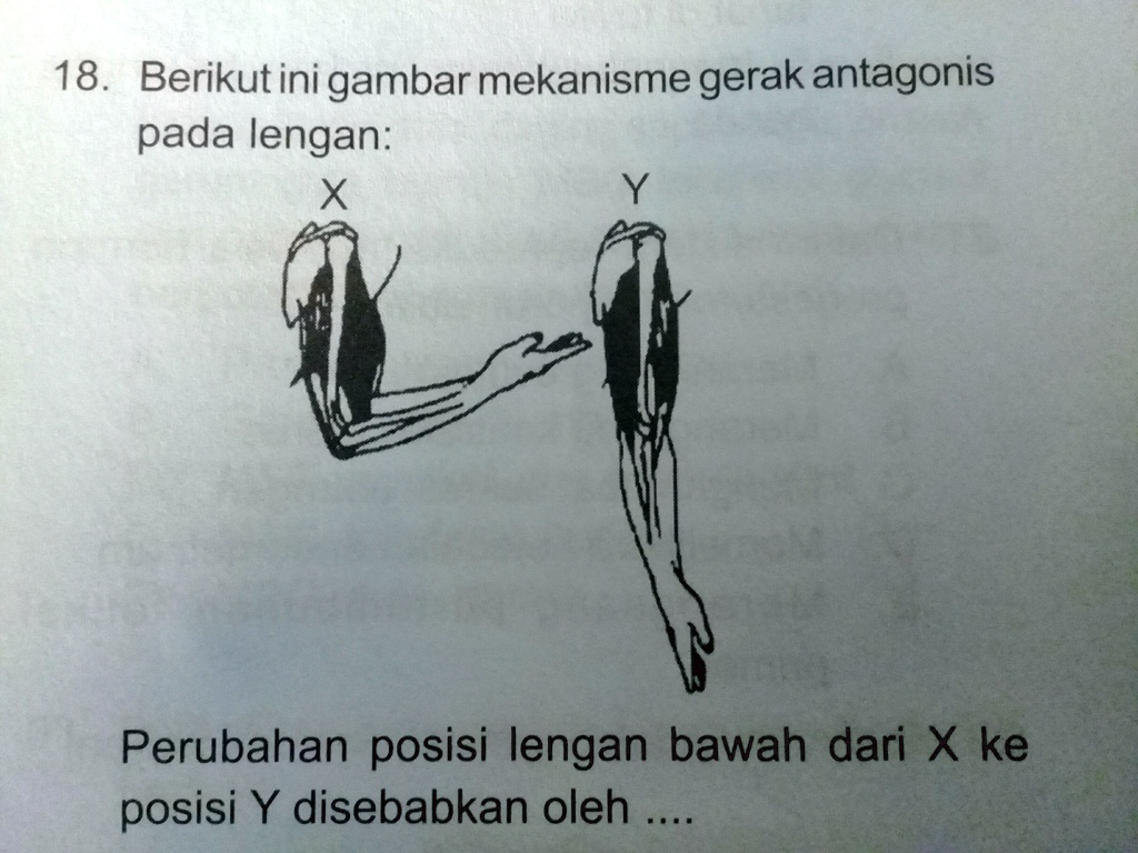 SOLVED: bantu jawab ini soal biologi contoh dari soal UN 18 Berikutini ... SOLVED: bantu jawab ini soal biologi contoh dari soal UN 18 Berikutini ...