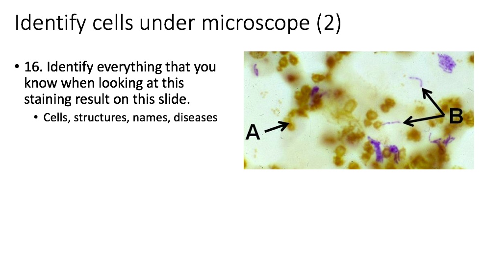 identify cells under microscope 2 16 identify everything that you know ...