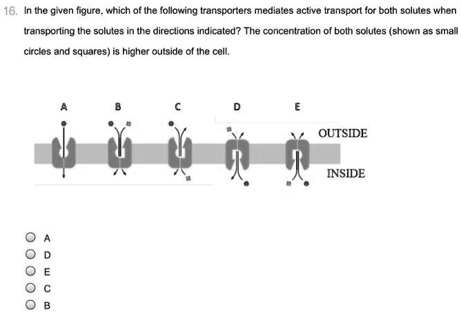 16. In the given figure, which of the following transporters mediates ...