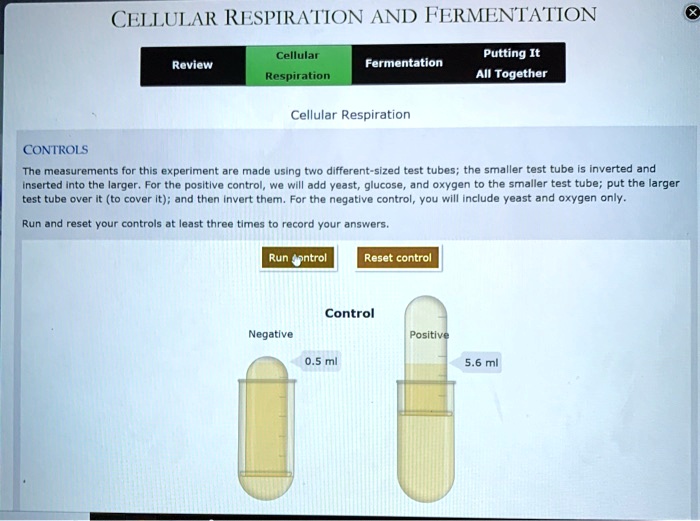 SOLVED: CELLULAR RESPIRATION AND FERMENTATION Cellular Putting It ... SOLVED: CELLULAR RESPIRATION AND FERMENTATION Cellular Putting It ...