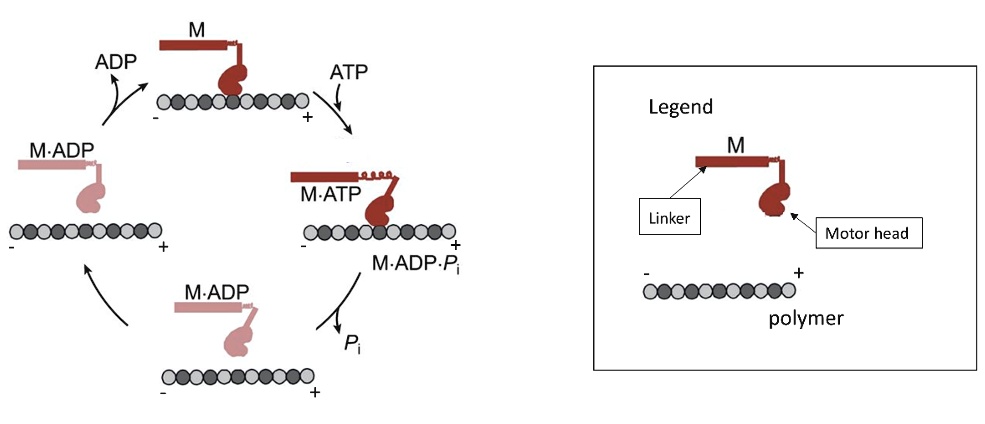 M-ADP M ADP ??????????? 00000000000, + + ATP M-ATP M-ADP Pi 00000000000 ...