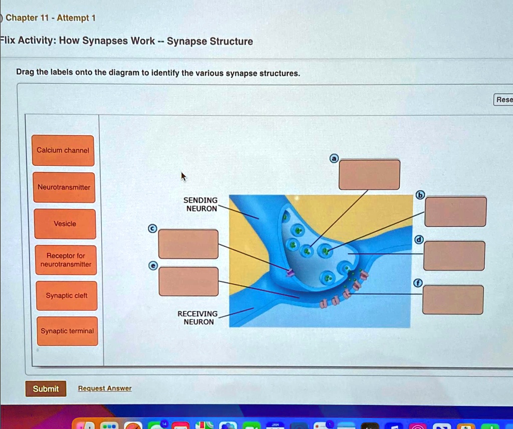Chapter 11 - Attempt 1 Flix Activity: How Synapses Work – Synapse Structure Drag the labels onto ...