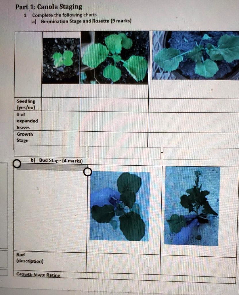 SOLVED: Part 1: Canola Staging CComplete the following charts ...