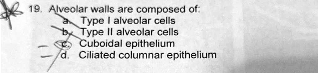 SOLVED: Alveolar walls are composed of: d. Type I alveolar cells bx ...