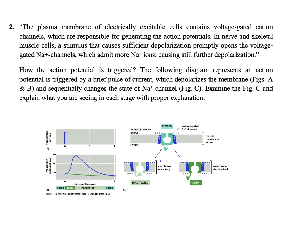 SOLVED: The plasma membrane of electrically excitable cells contains ...