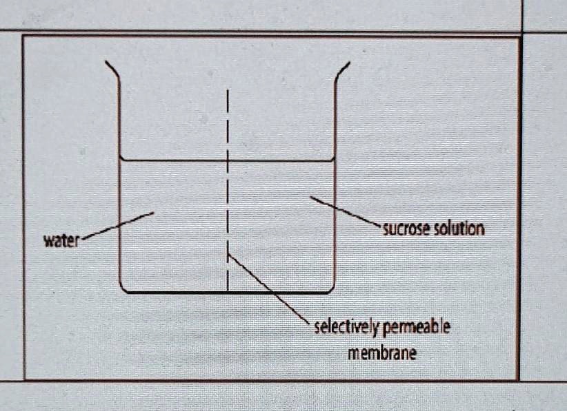 The diagram shows a glass container divided in half by a selectively ...