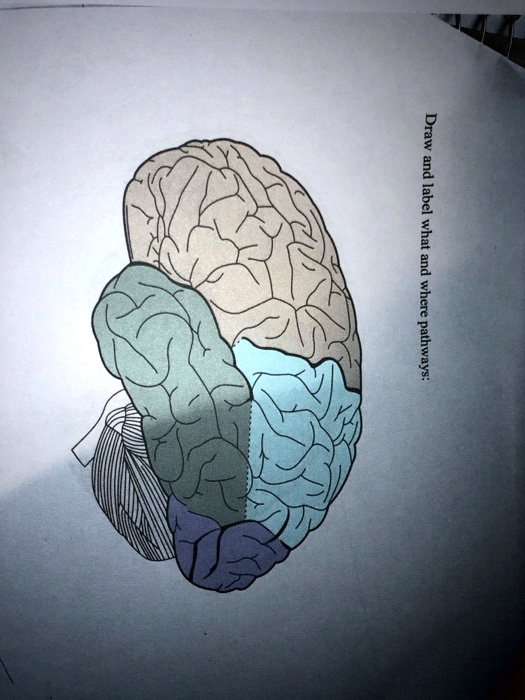 Draw and label what and where pathways: