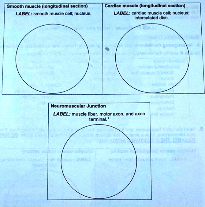 SOLVED: Smooth muscle (longitudinal section) LABEL: smooth muscle cell ...