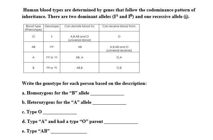 human blood types are determined by genes that follow the codominance ...