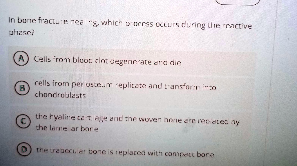 SOLVED: In bone fracture healing, which process occurs during the ...
