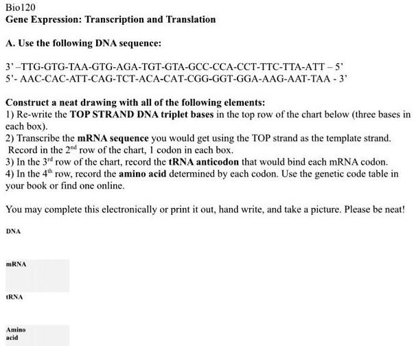 SOLVED: Biol20 Gene Expression:Transcription and Translation A.Use the following DNA sequence: 3 ...