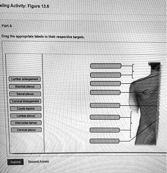 eling Activity: Figure 13.6 Part A Drag the appropriate labels to their ...