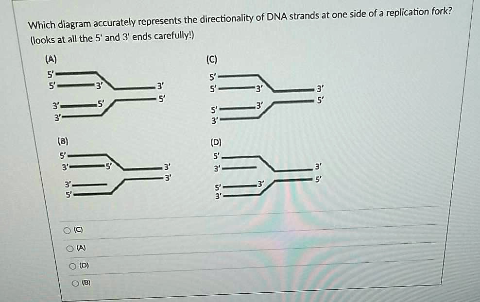 the directionality of dna strands at one side of a replication fork ...