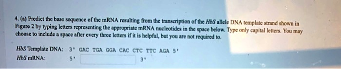 SOLVED: () Foedict the basc squence of the mRNA rsulting from the ...